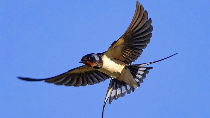 Die Schwalben fliegen weg :: Japansjahreszeiten